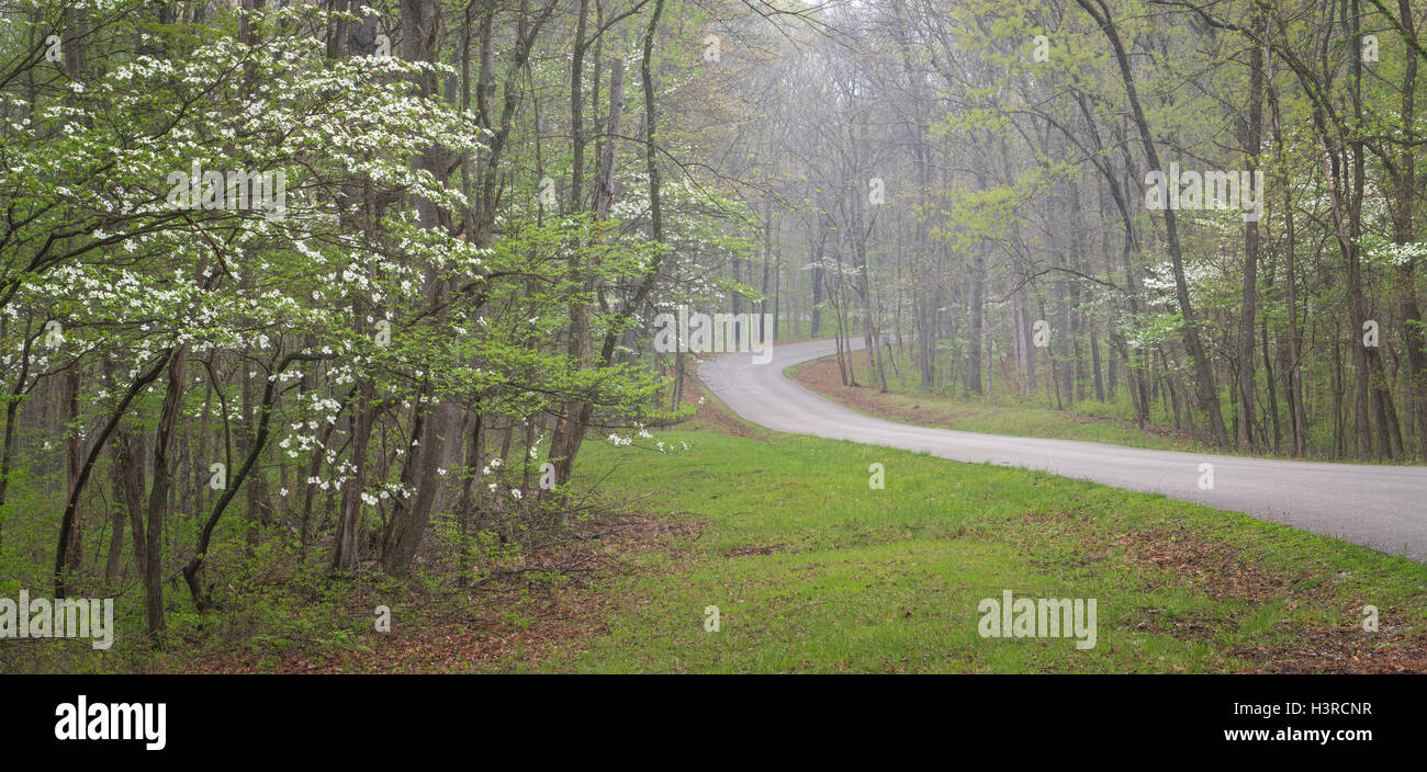 Brown County State Park, Indiana: Curving road through a foggy hardwood ...