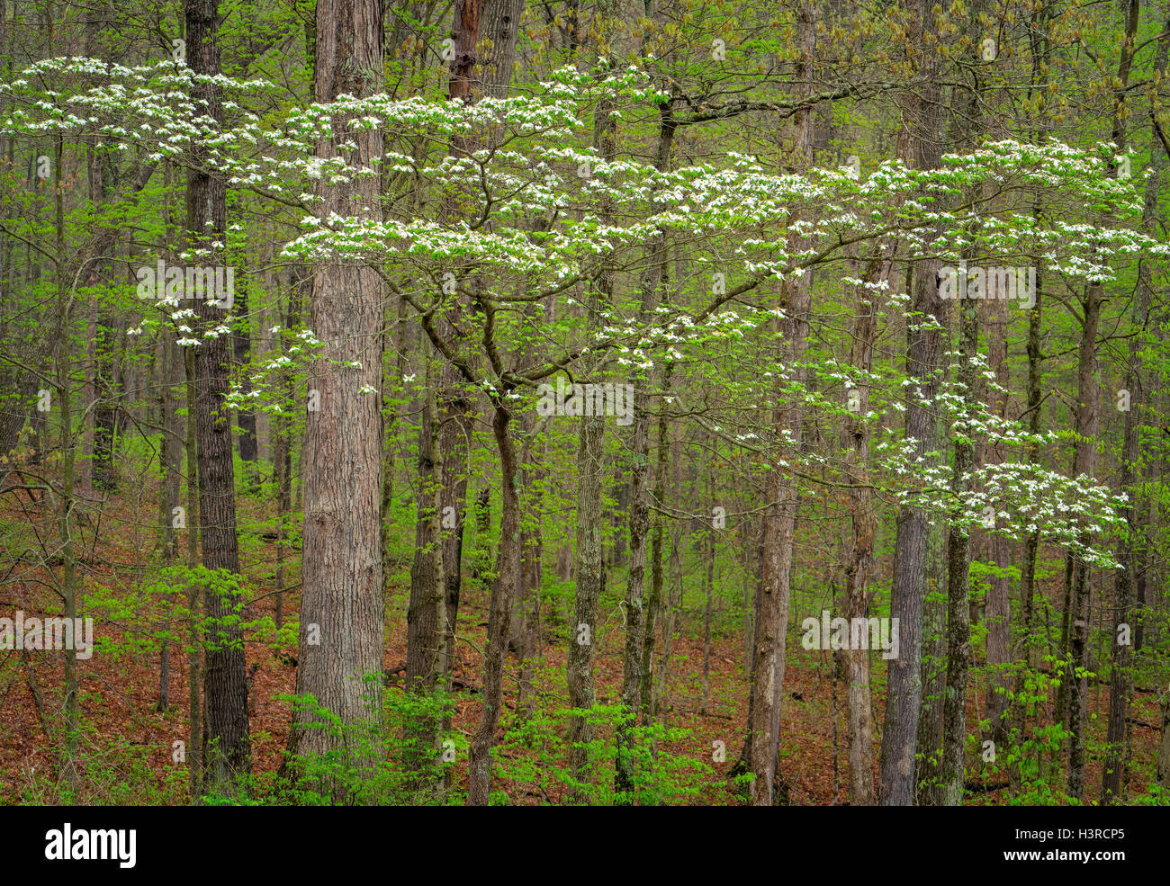 Brown County, Indiana: Flowering dogwood (Cornus florida) in a spring ...