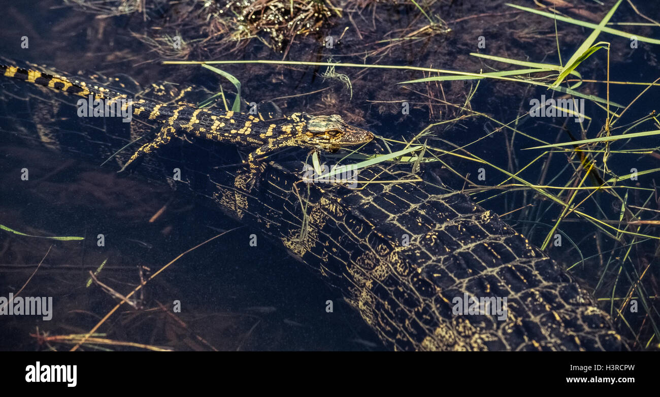 Alligator hatchlings mother hi-res stock photography and images - Alamy