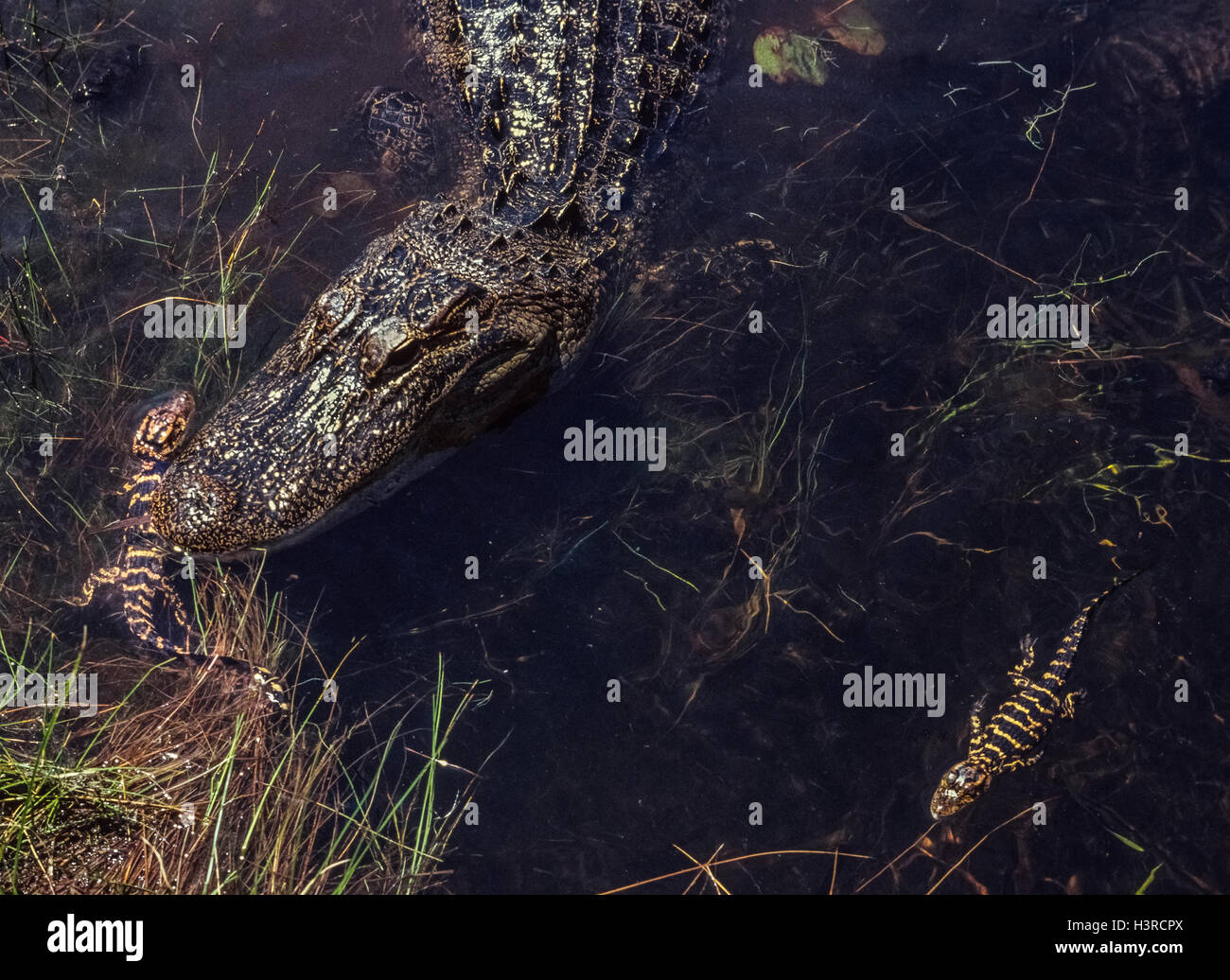 American alligator mother baby hi-res stock photography and images - Alamy