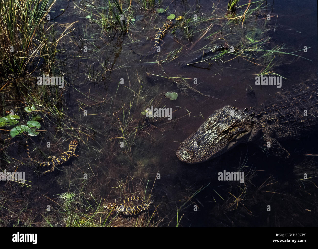 Three newborn baby American alligators stay close to their mother in ...
