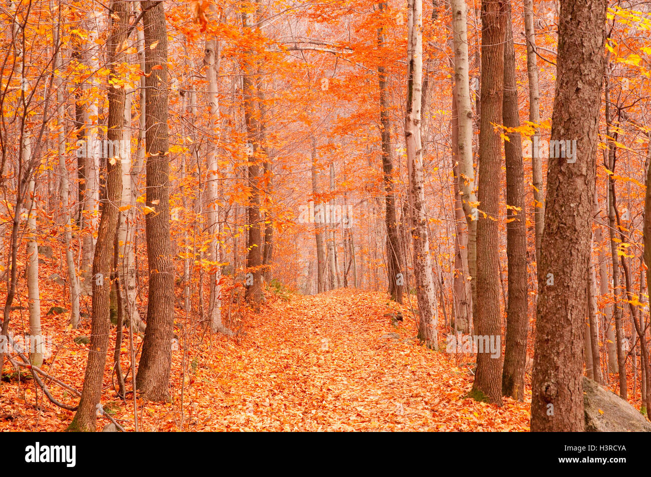 Fall red leaves on a trail Stock Photo - Alamy