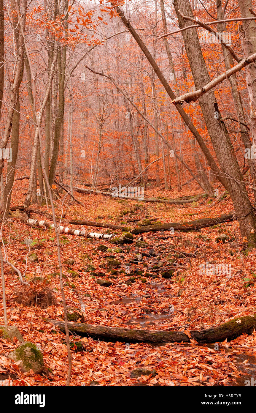 Fall red leaves and a stream Stock Photo - Alamy
