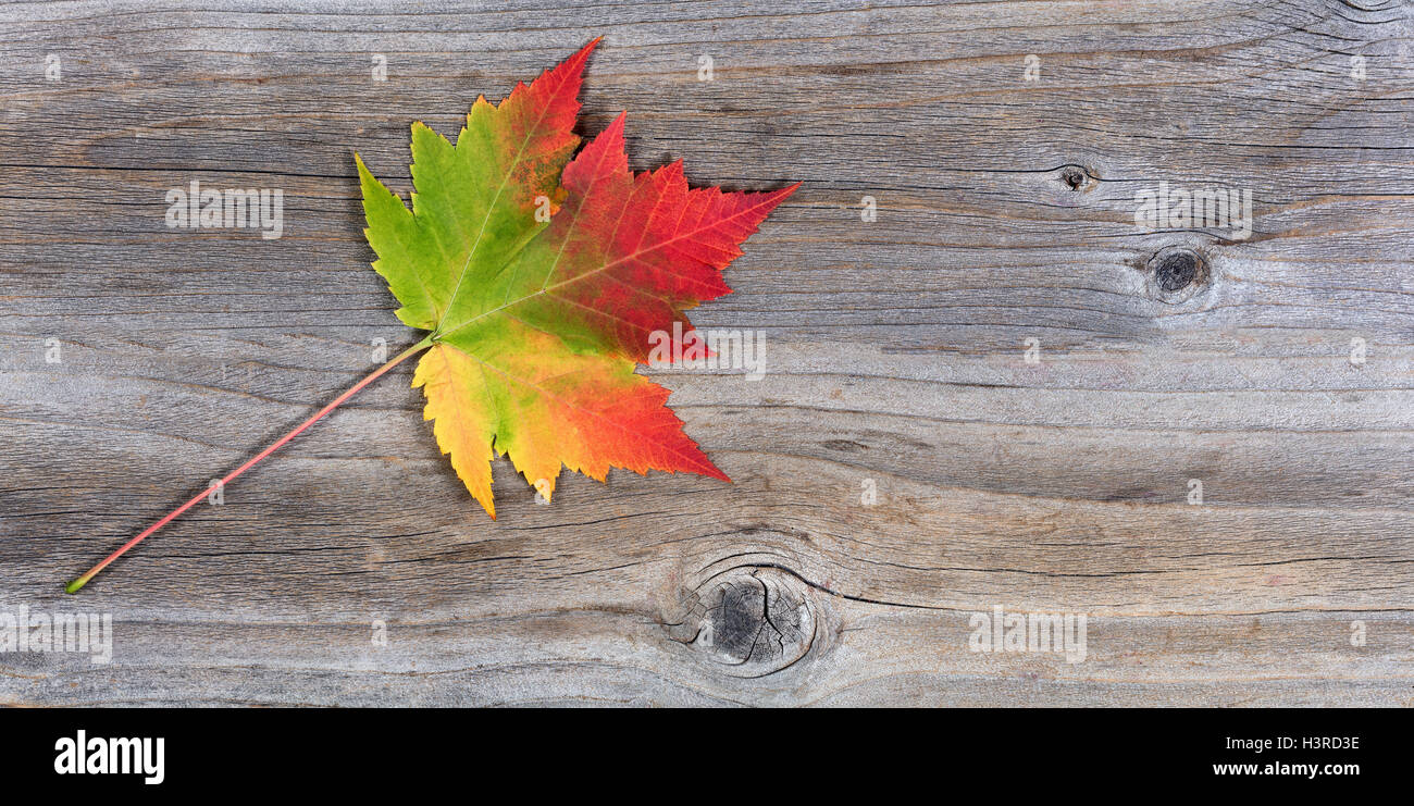 Single large vibrant autumn maple leaf showing all its fall colors on ...