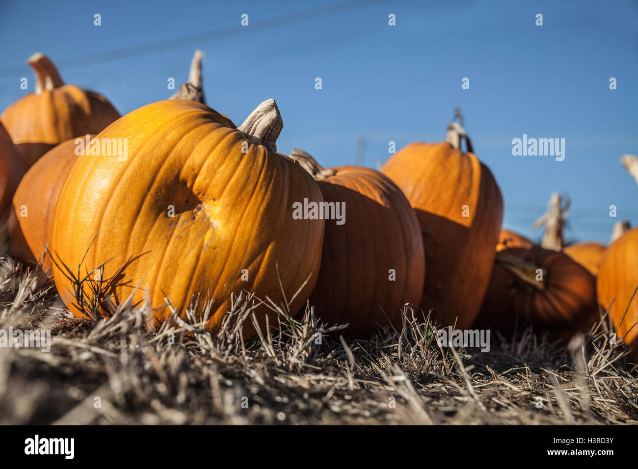 Pumpkin festival half moon bay hi-res stock photography and images - Alamy