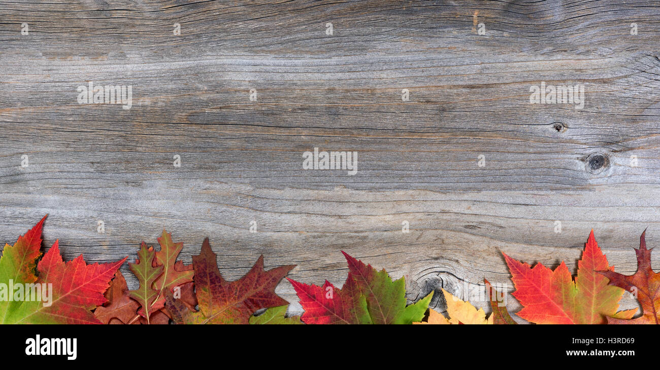 Vibrant autumn maple and oak leaves on rustic wood showing all their ...