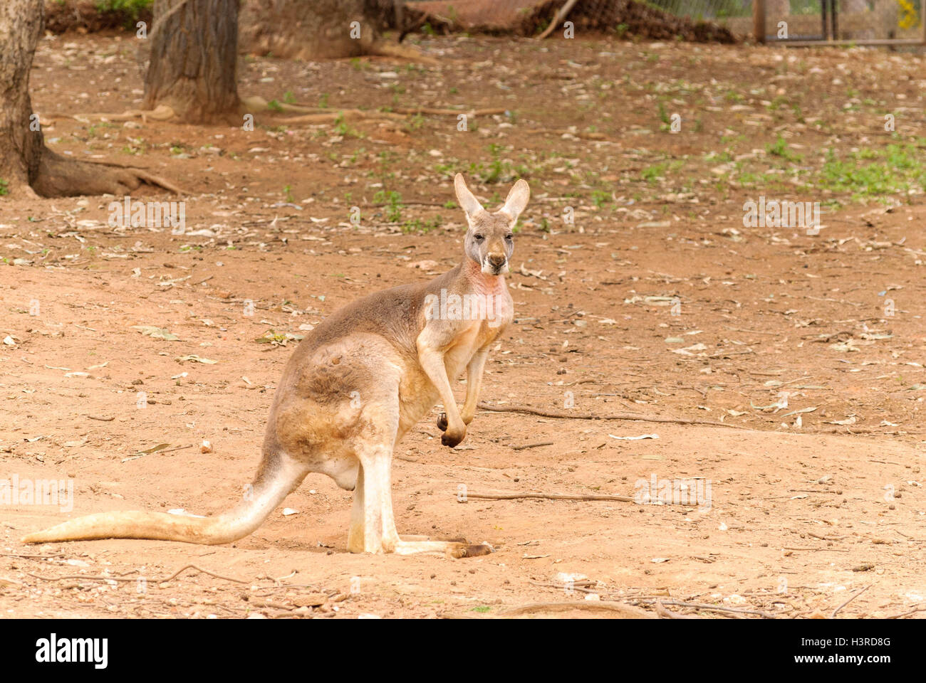 a kangaroo standing in a zoo yard Stock Photo - Alamy