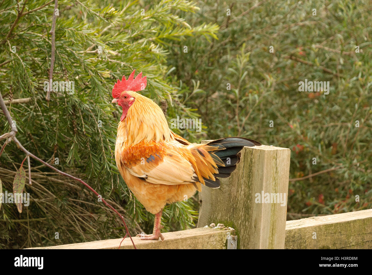 Golden rooster hi-res stock photography and images - Alamy