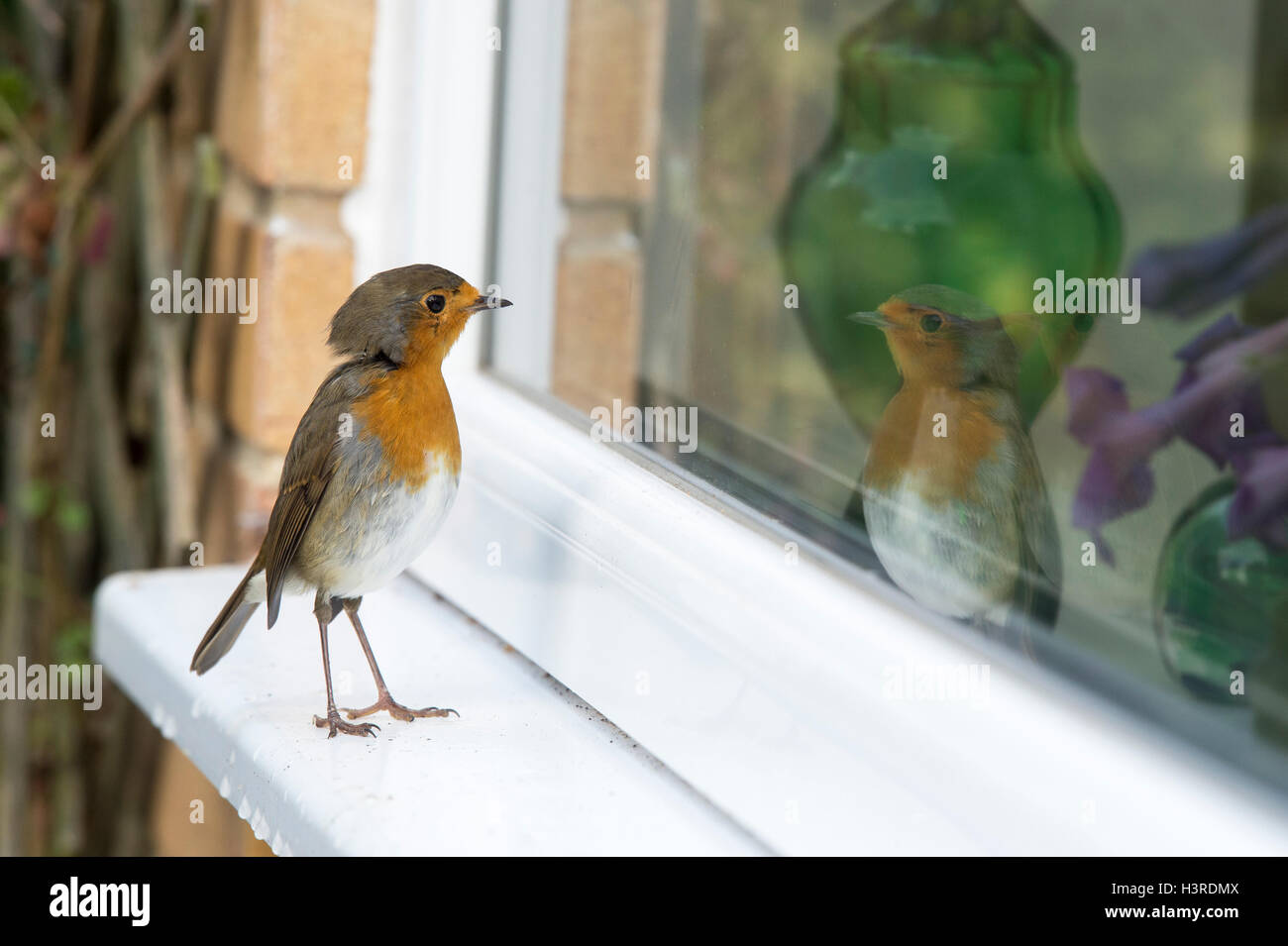 Erithacus Rubecula. Robin standing on a window ledge looking at his ...