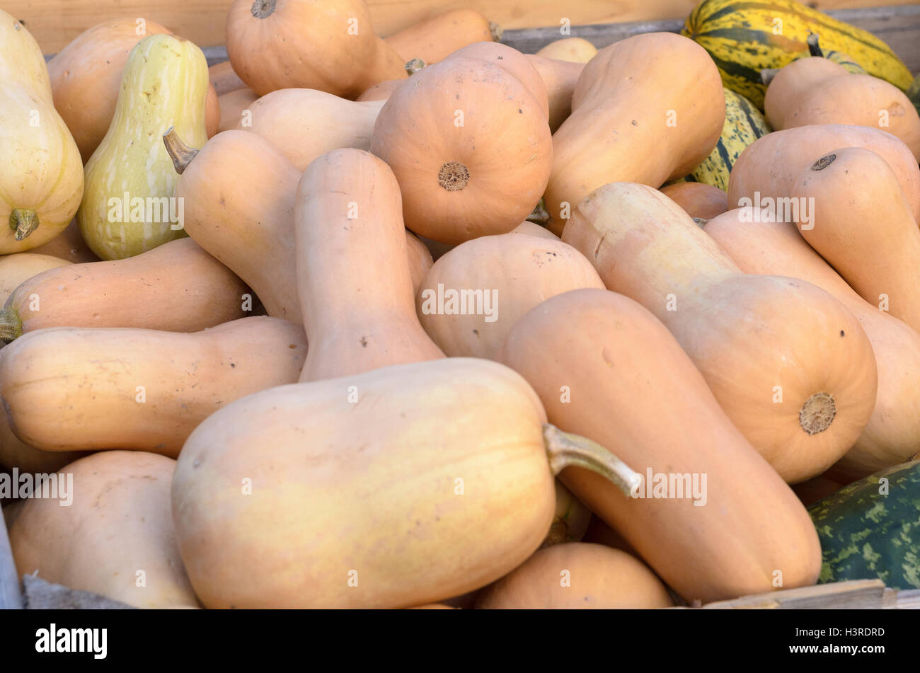 Freshly harvested seasonal winter butternut on display at farmers ...