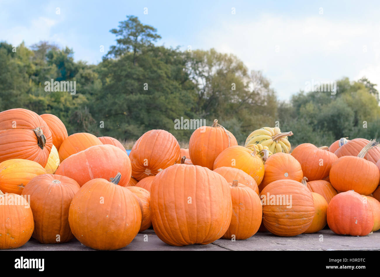 Assorted pumpkins of different sizes and colors for sale at a farmers ...