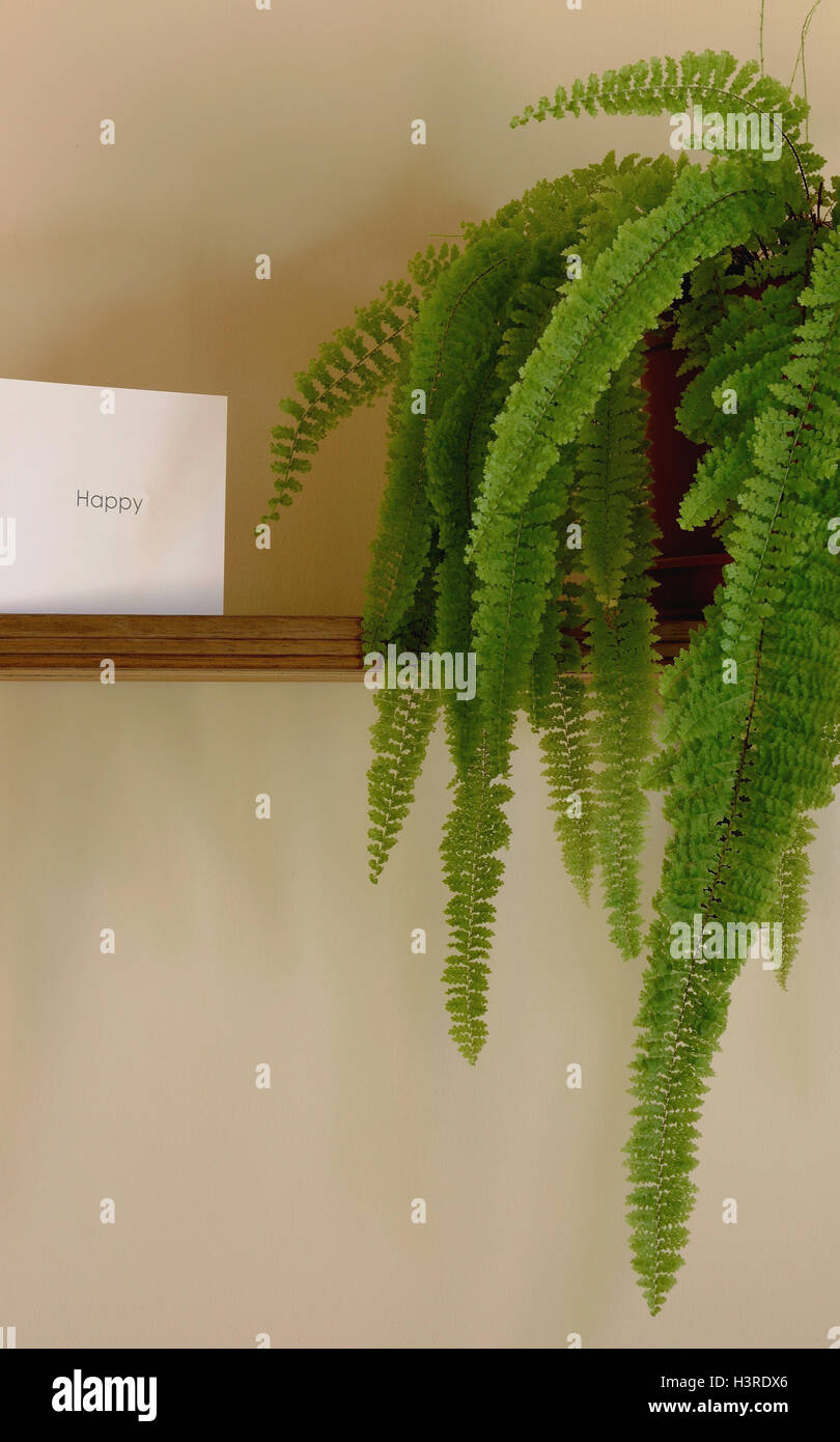 The fern plant and a "Happy" white card (on the shelf Stock Photo - Alamy