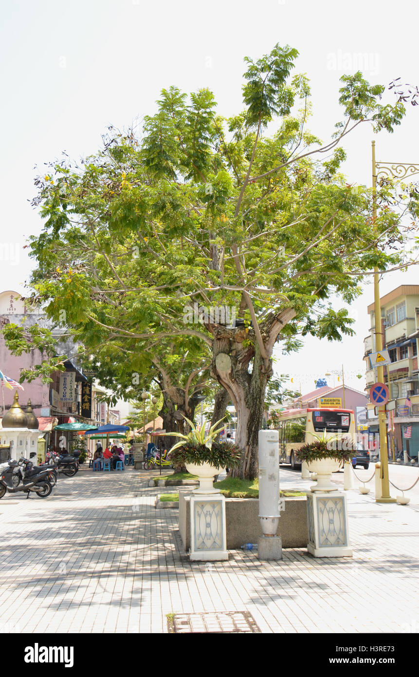 Decorative trees hi-res stock photography and images - Alamy