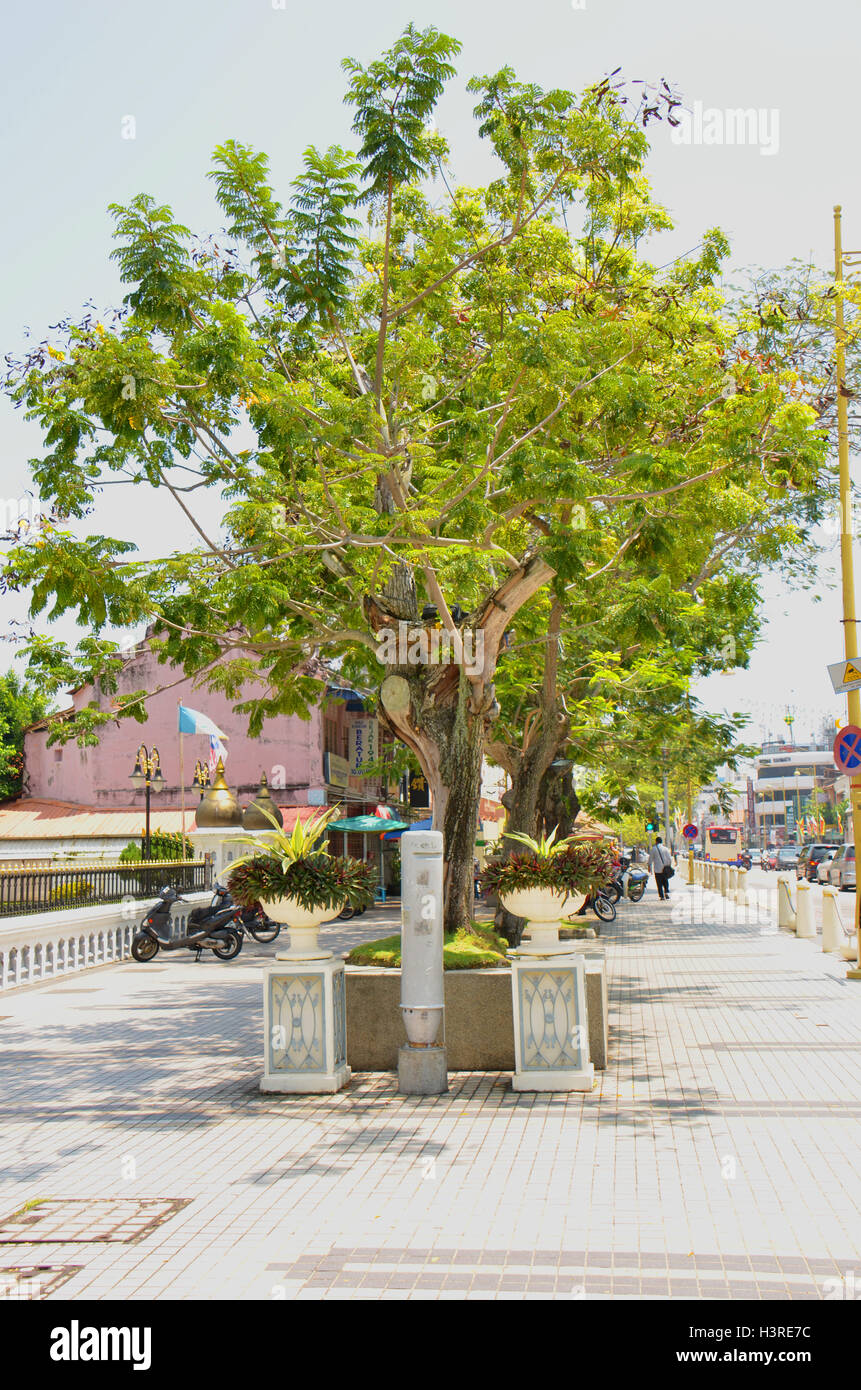 Decorative trees hi-res stock photography and images - Alamy