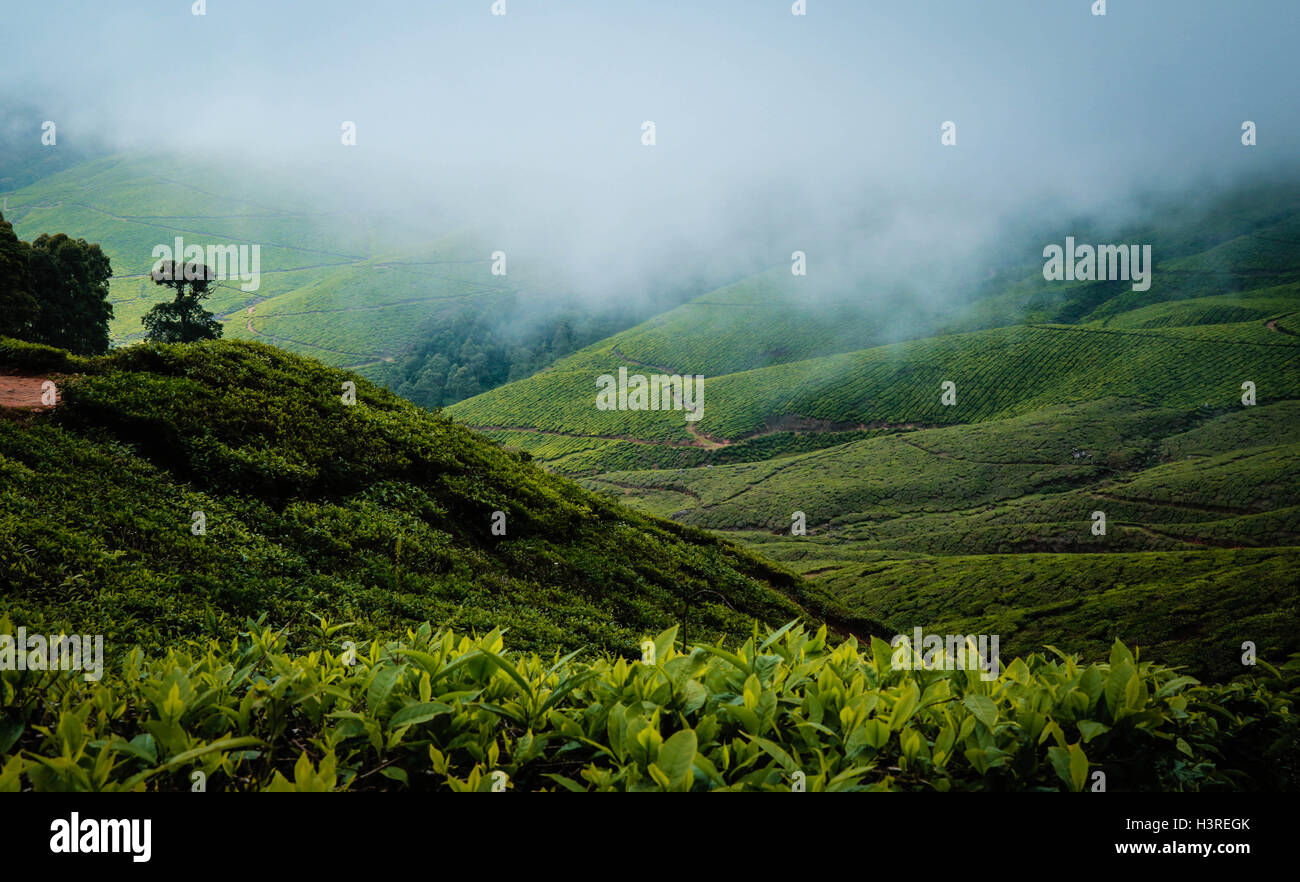 Munnar top station hi-res stock photography and images - Alamy
