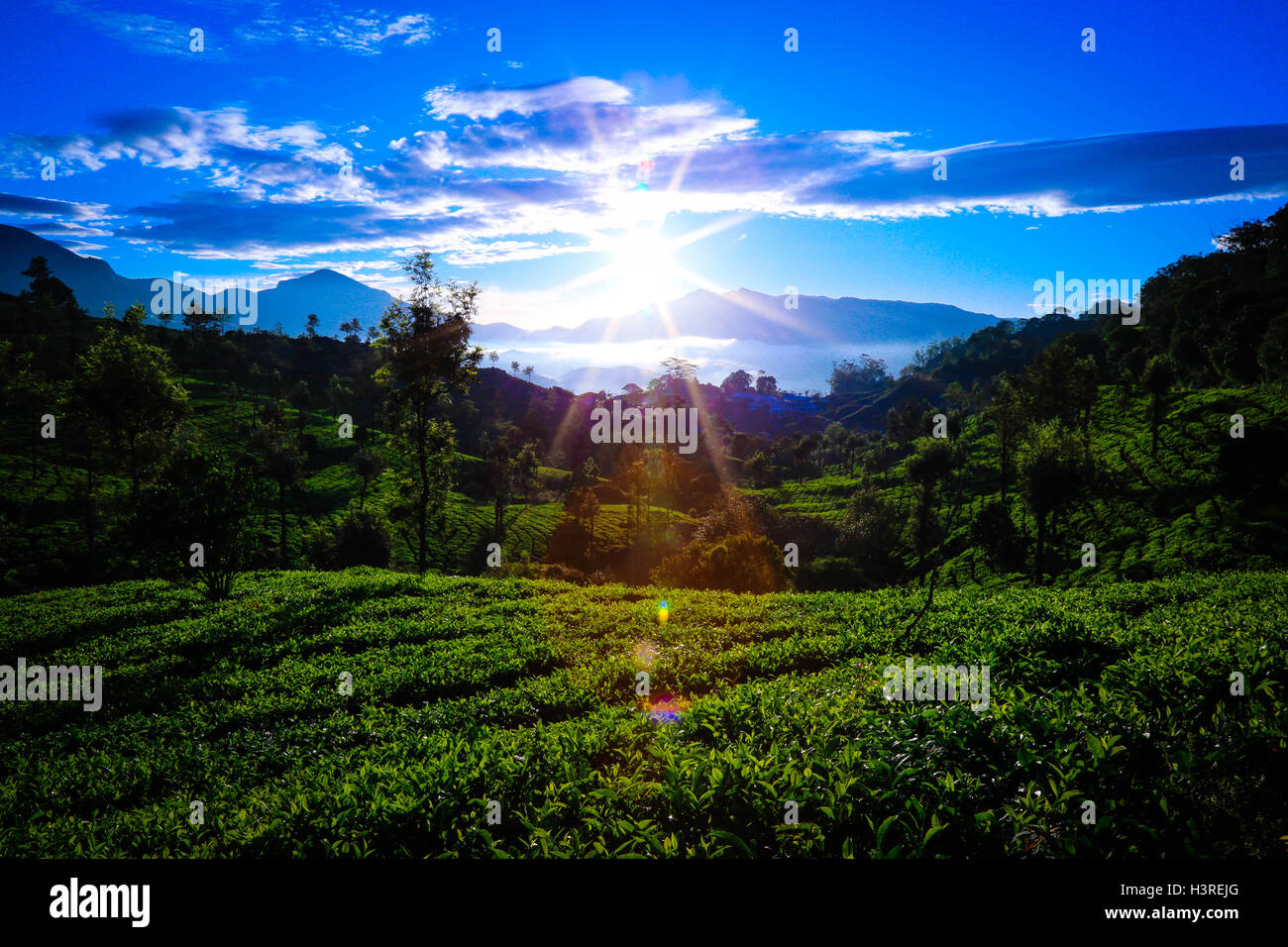 A morning at Munnar Stock Photo - Alamy