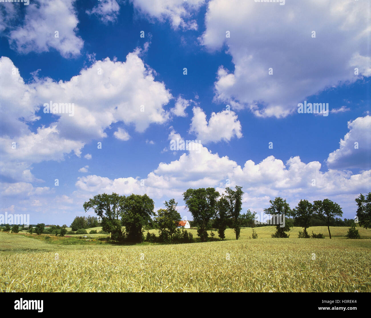 PL/Masuria, summer scenery, grain-field Stock Photo - Alamy