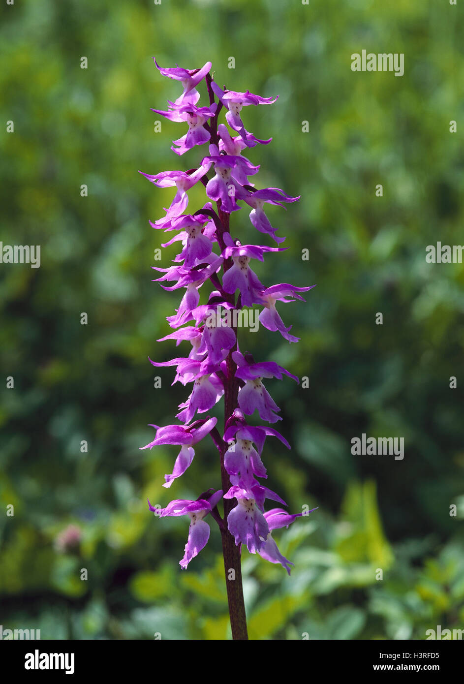 Cuckoo's orchis, Orchis mascula, close up, nature, botany, flora ...