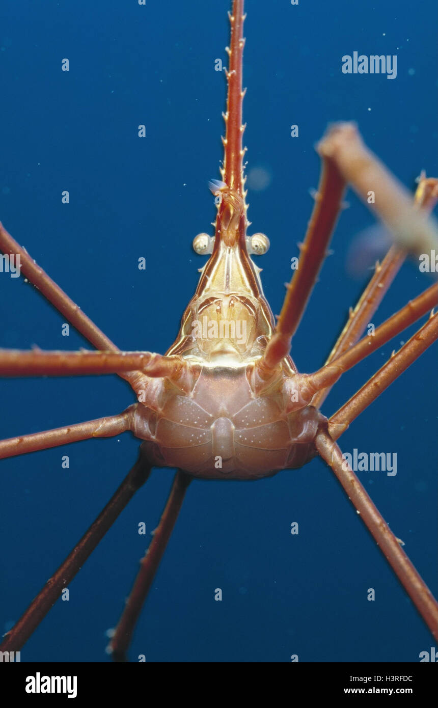 Woodlouse spider, Pantopoda, underwater recording, the Canaries, Canary ...