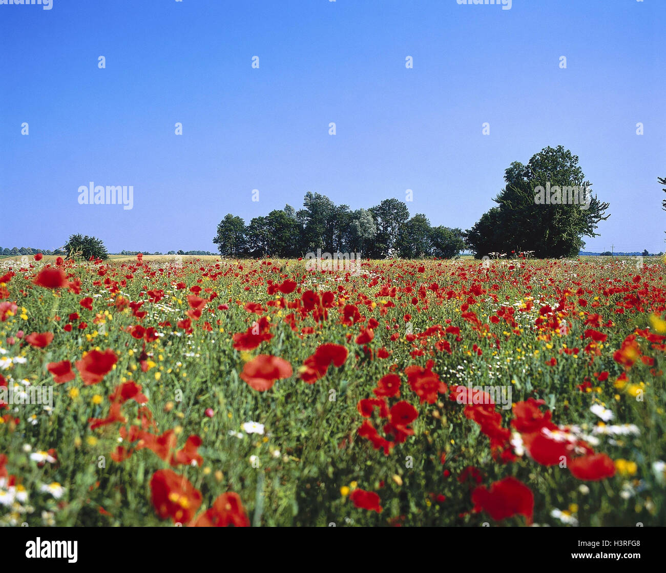 Meadow, poppies, clap poppy seed, Papaver rhoeas, trees, nature ...