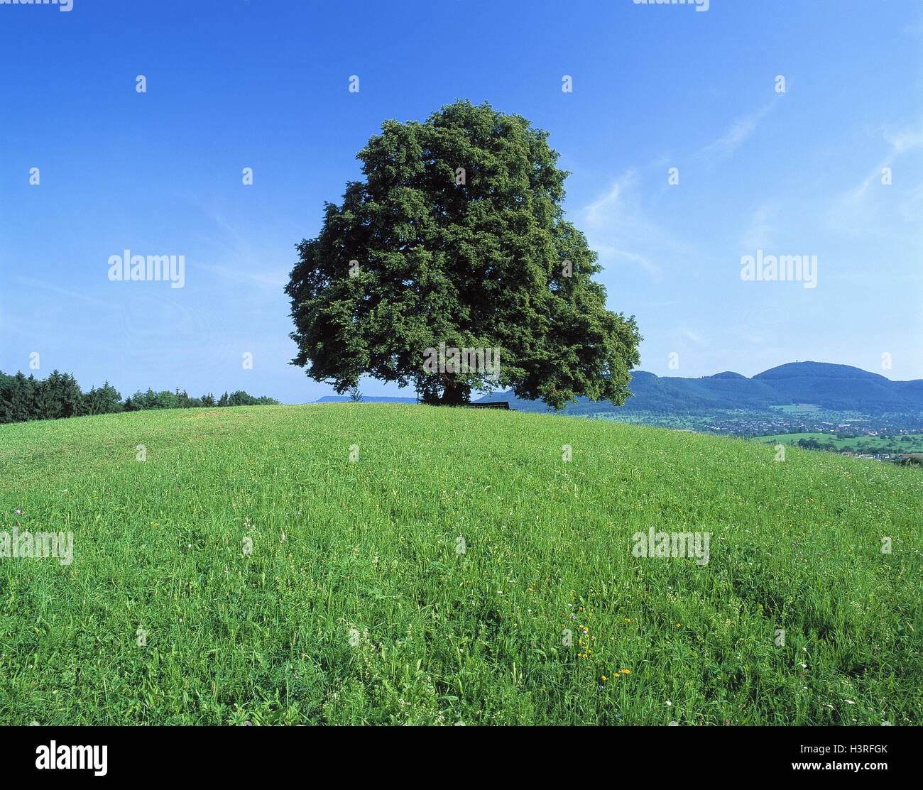 Meadow, tree, lime-tree, Tilia spec., nature, scenery, broad-leaved ...