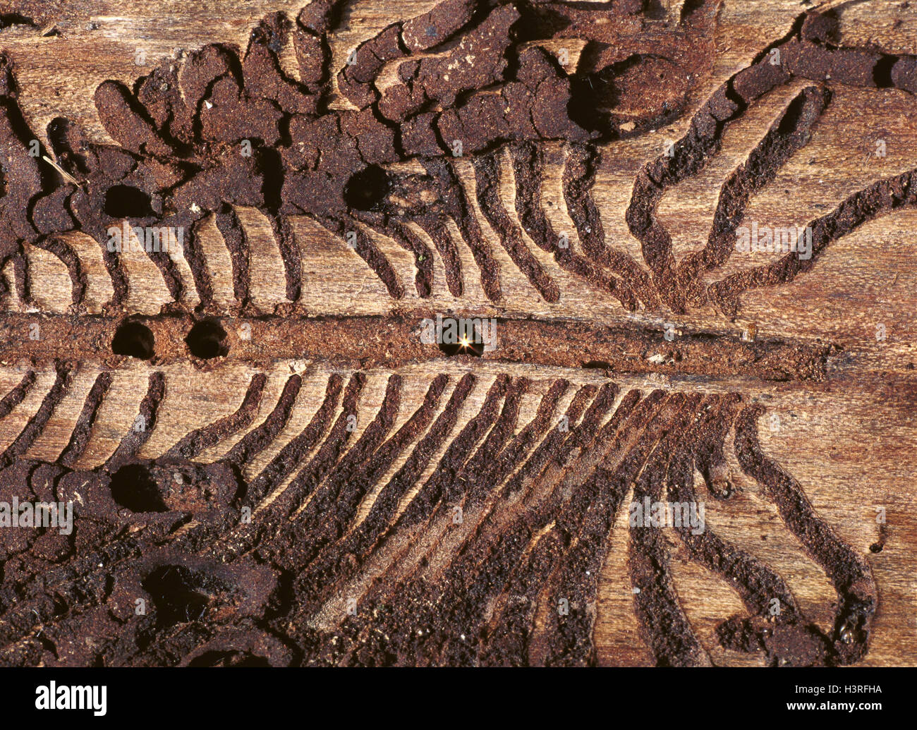Tree, Detal, infest, bark beetle, food sample nature, wood, animals ...