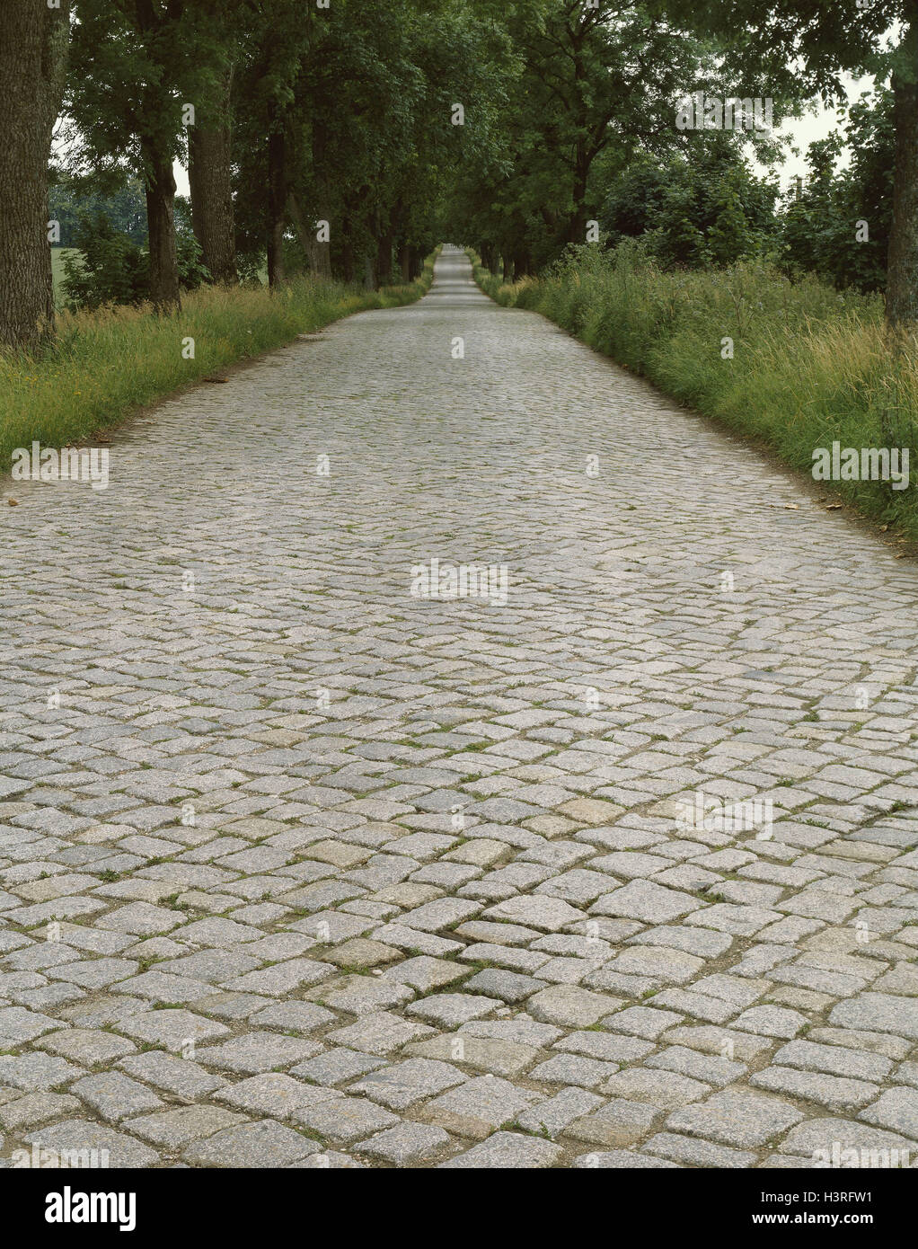 Avenue, cobblestones, street, paving-stones, trees, broad-leaved trees ...
