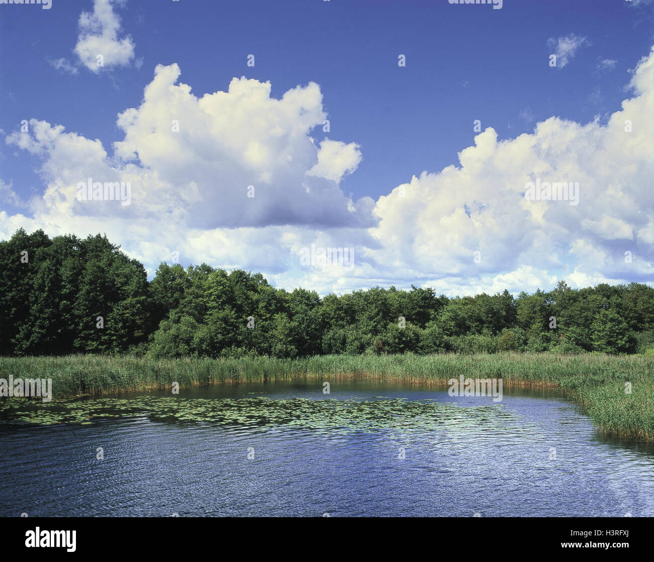 Edge the forest, lake, water lilies, wood, forest lake, shore reed ...