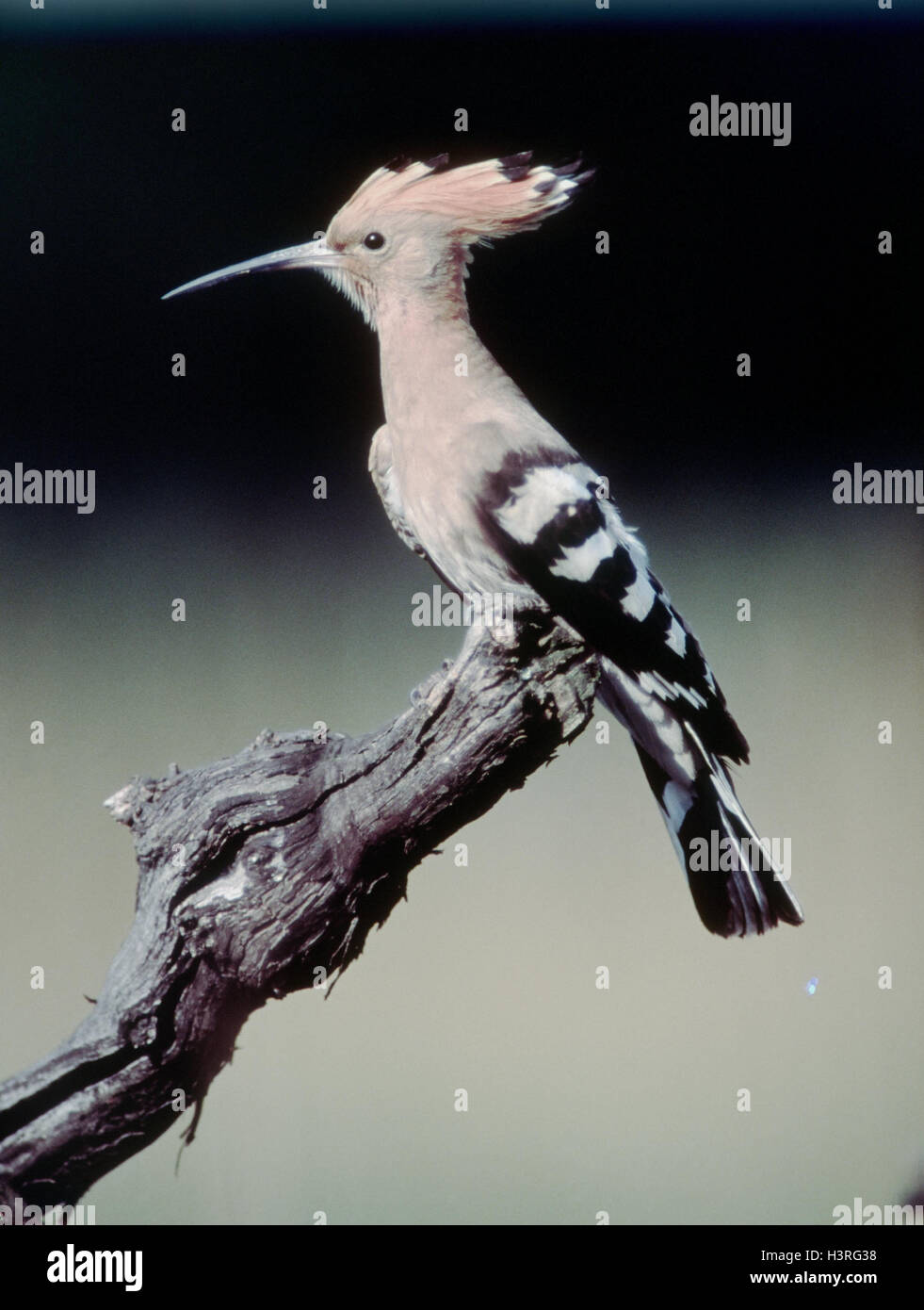 Hoopoe, Upupa epops, birds, bird, wild animals, wild animal, birds ...