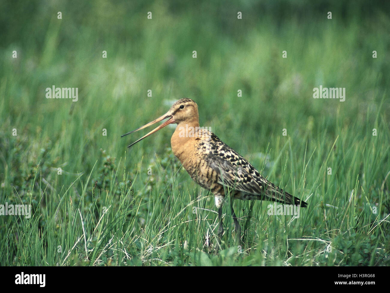 Bank snipe, Limosa limosa, animals, animal, wild animals, wild animal ...