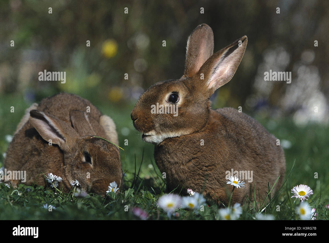 House rabbits, meadow, daisy, animals, pets, rabbits, hares, two ...