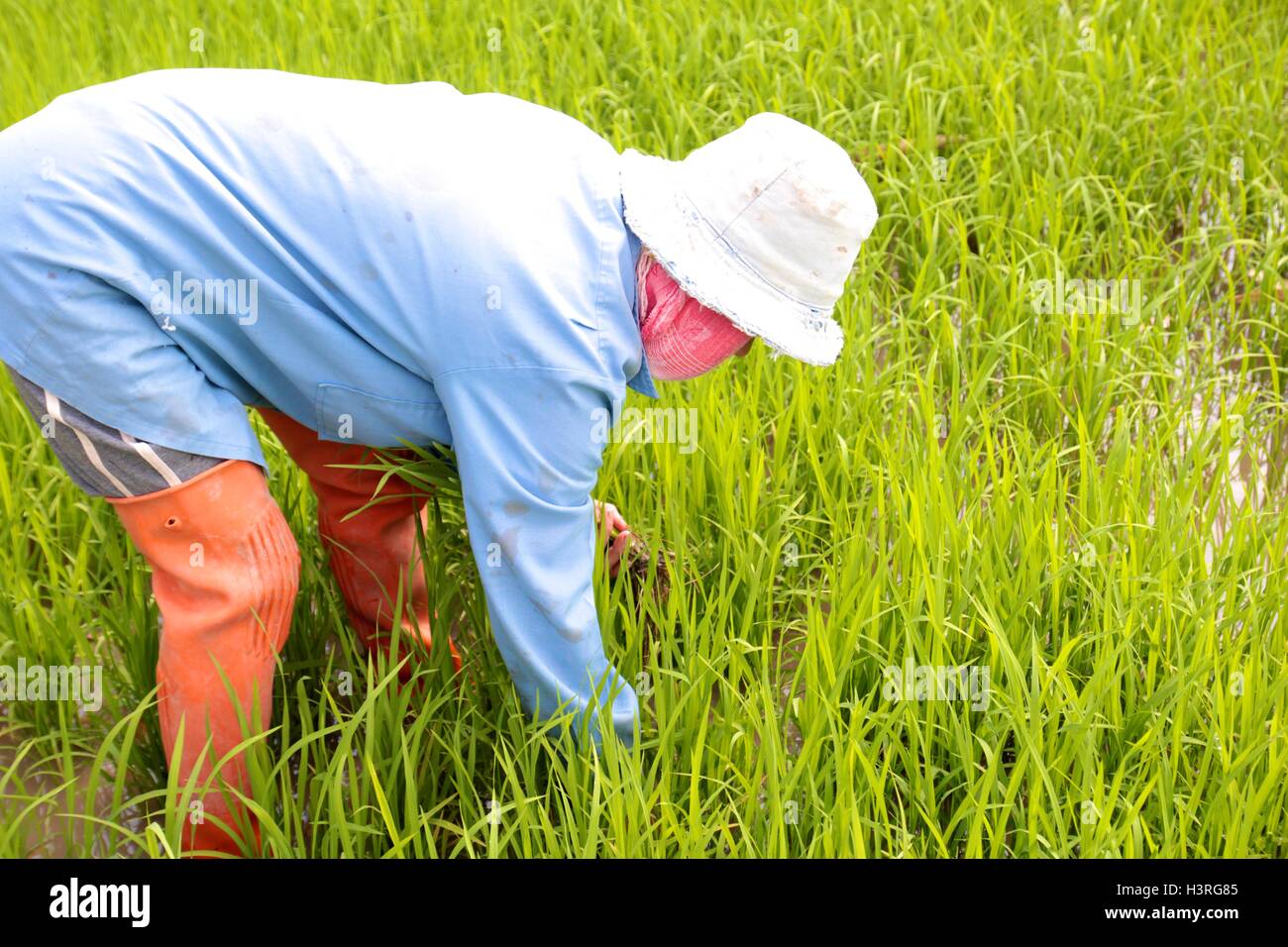 Farmer and paddy rice field hi-res stock photography and images - Alamy