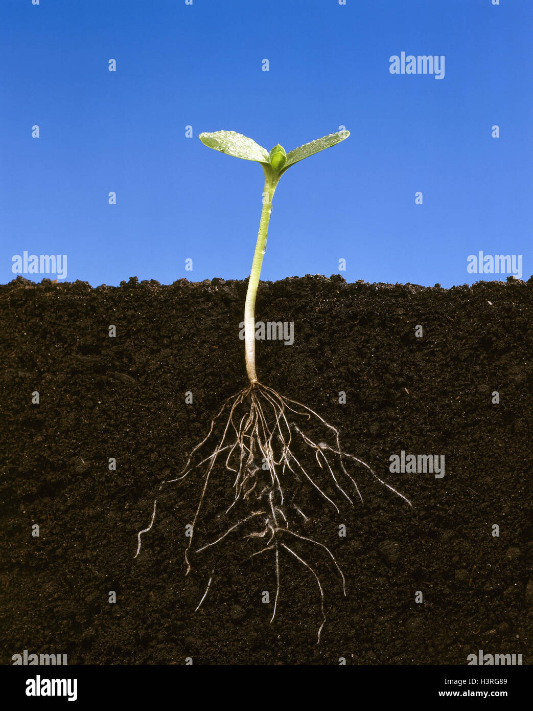Keimling, sunflower, cross section, plant, plants, nature, botany ...