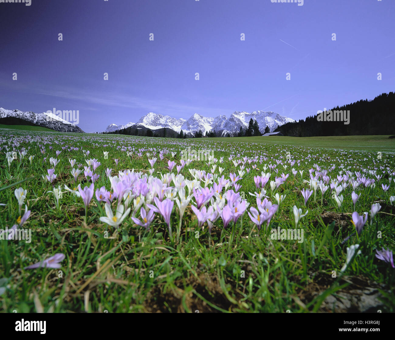 Germany, spring meadow, crocuses, Crocus spec., Wetterstein Range ...