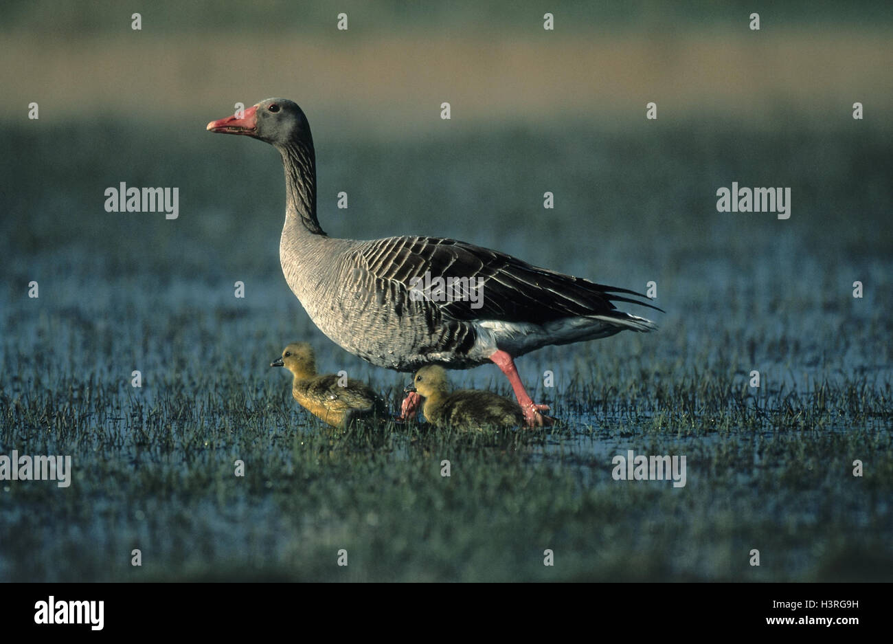Greylag goose, young animals, Anser anser, animals, animal world, birds ...