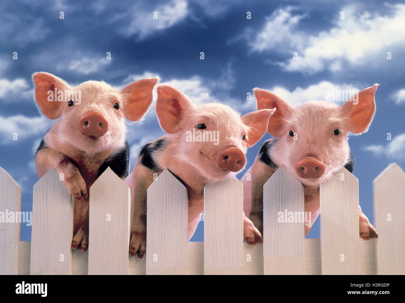 House pigs, piglet, geflekt, three, garden fence, cloudy sky, (M ...