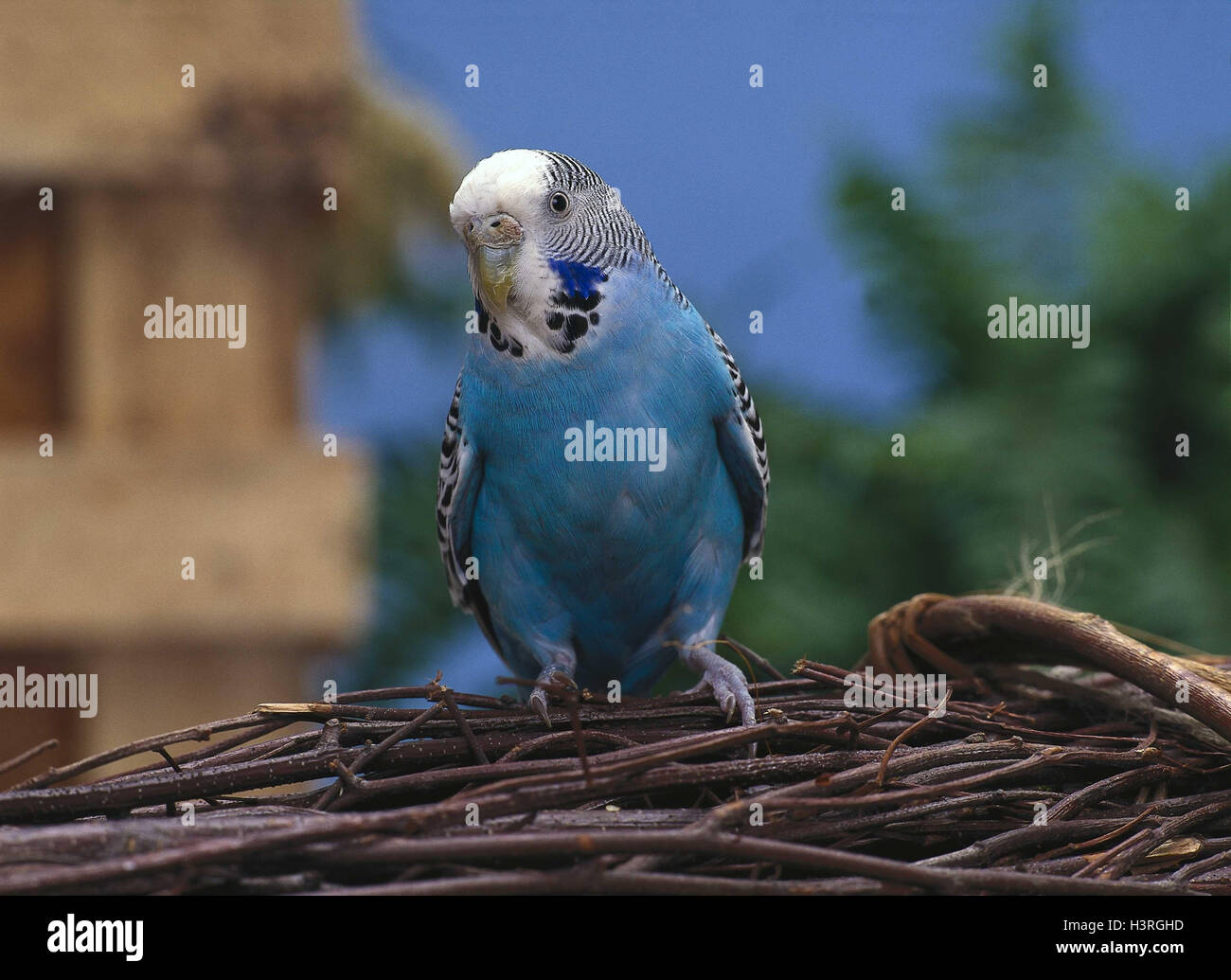 Budgerigar, Melopsittacus undulatus brushwood, sit, outside, bird ...