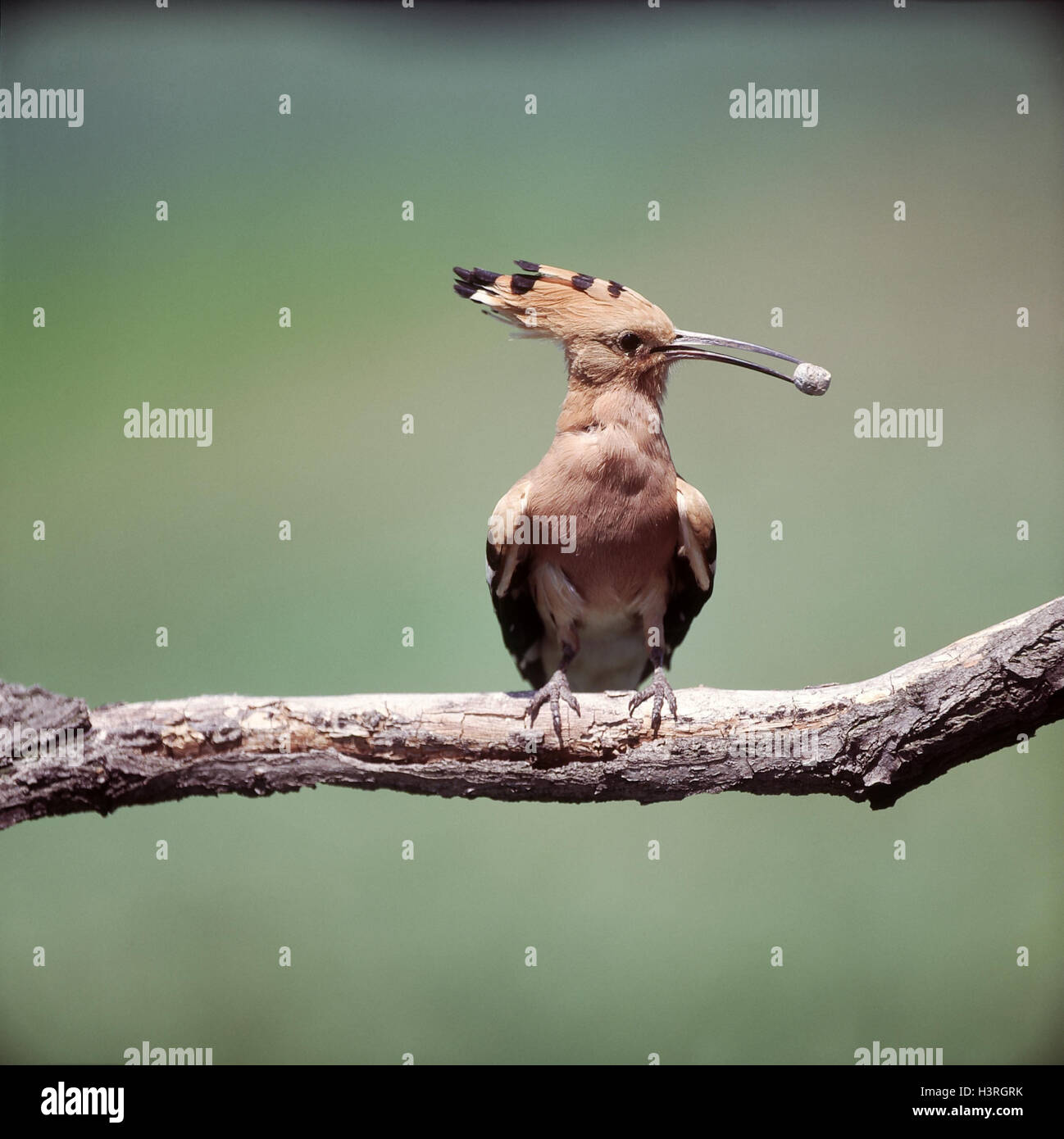 Hoopoe, Upupa epops, birds, bird, wild animals, wild animal, birds ...