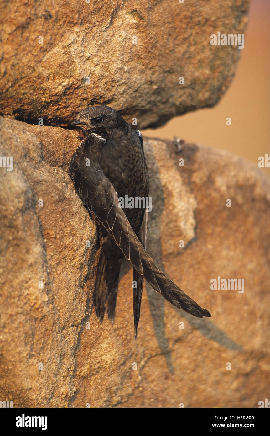 Of bile, swifts, Apus apus, BIRD THE YEAR 2003 yachtsmen, Apodidae ...