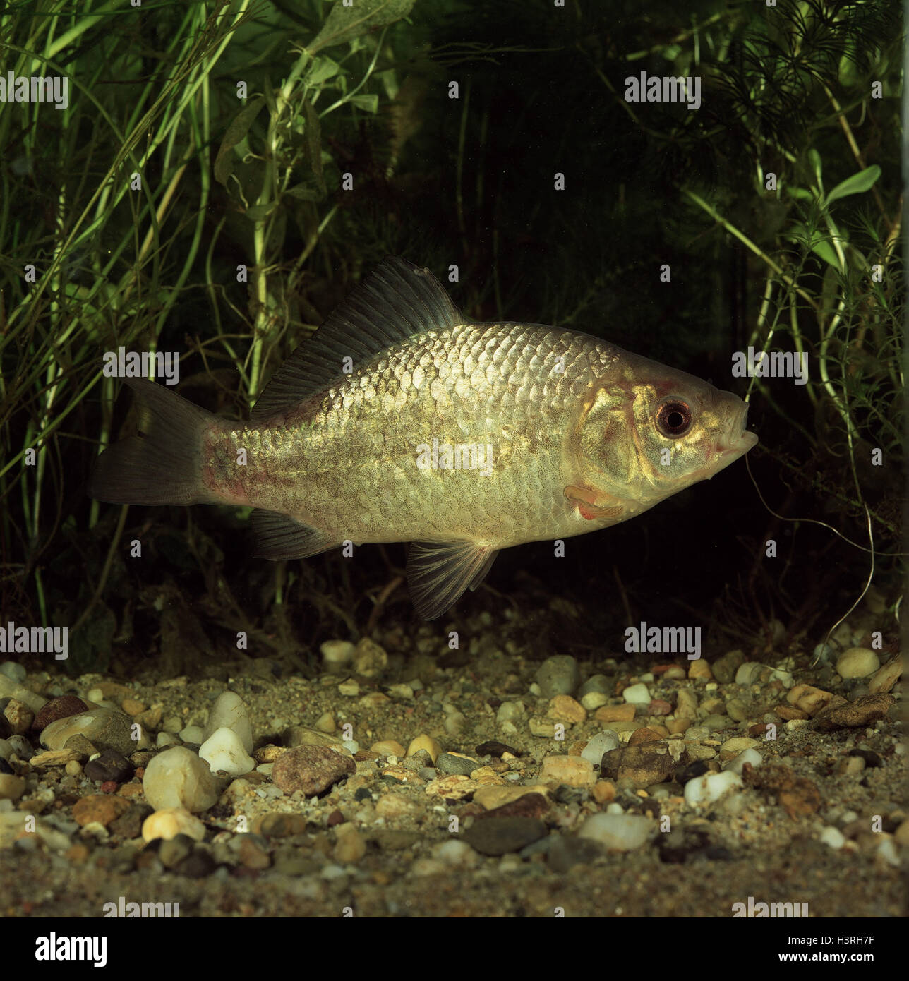 Underwater recording, crucian carp, Carassius carassius, animal ...
