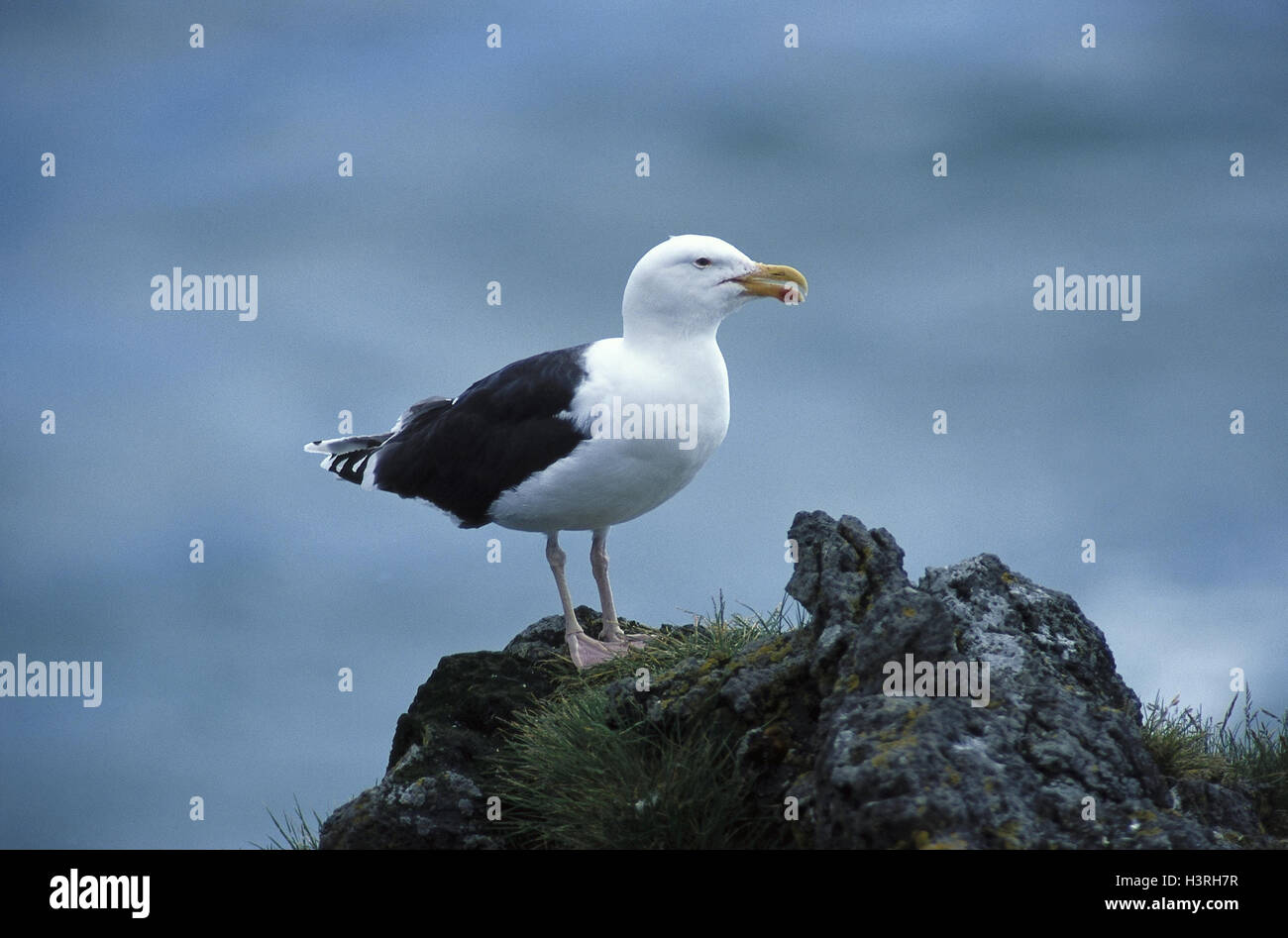 Casing gull, Laurus marinus, animals, animal, wild animals, wild animal ...