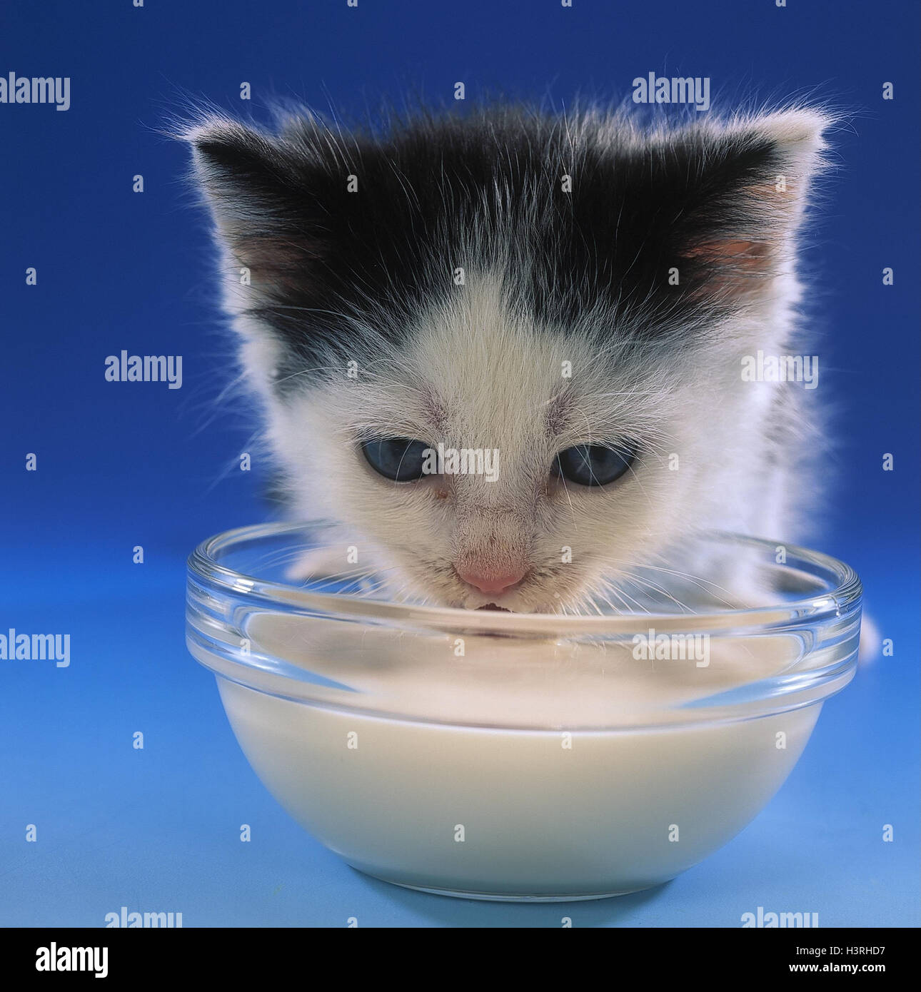 Cat, young, glass bowl, milk, drink, portrait, studio, animal, animals ...