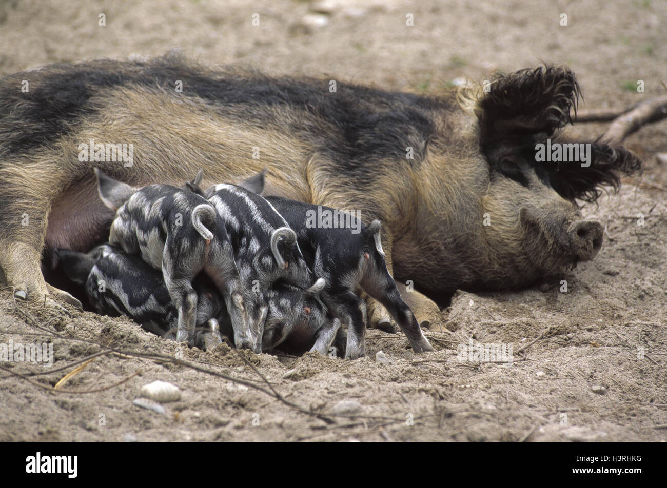 Hungarian Mangaliza pig, nurse, piglet animal park, animals, mammals ...
