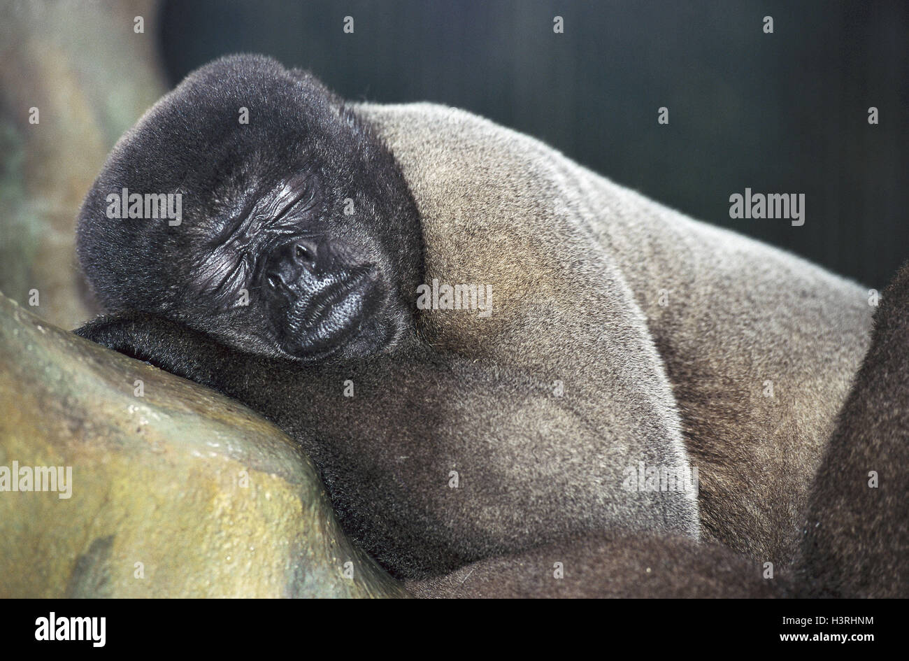 Grey wool monkey hi-res stock photography and images - Alamy