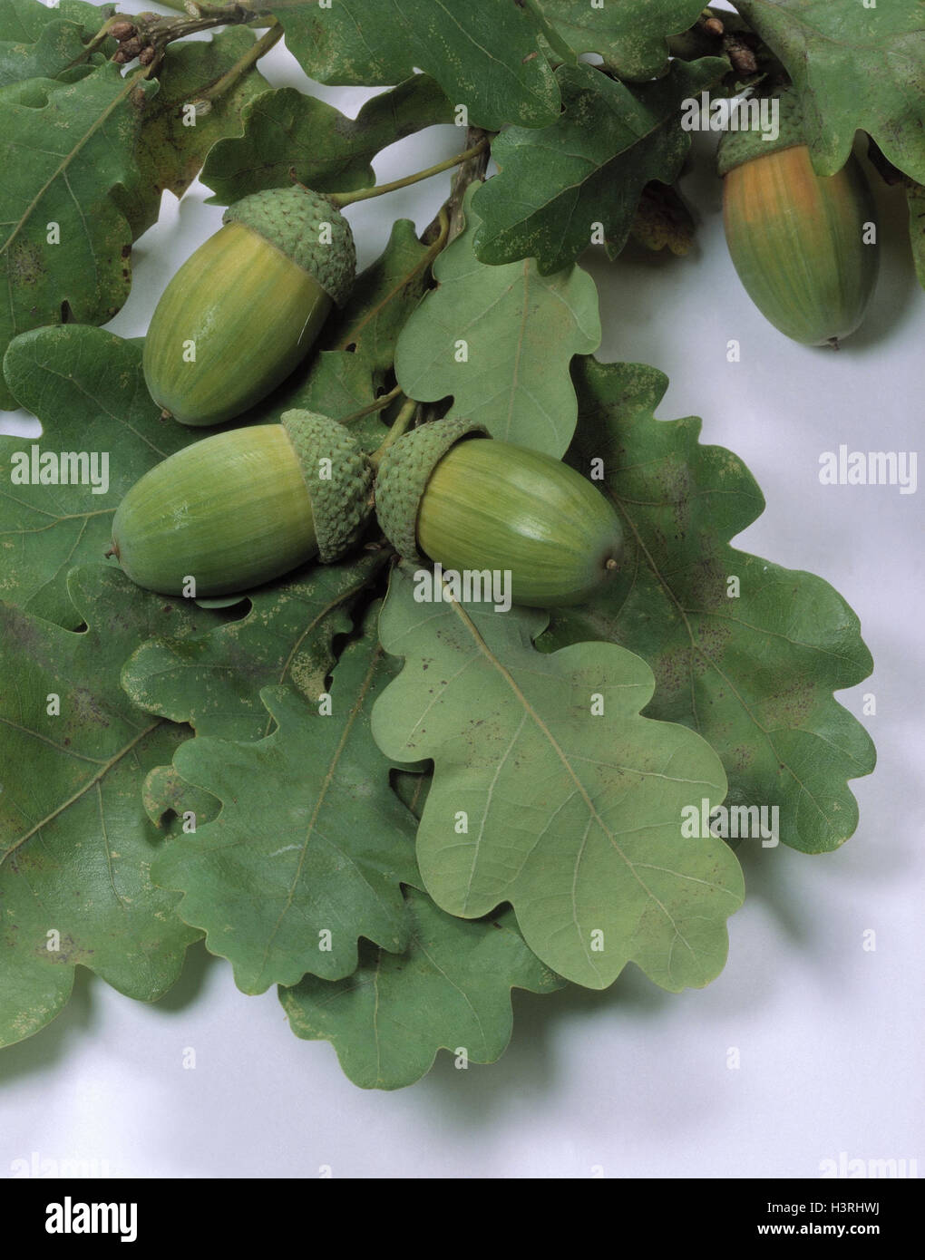 Oak Leaves And Acorns