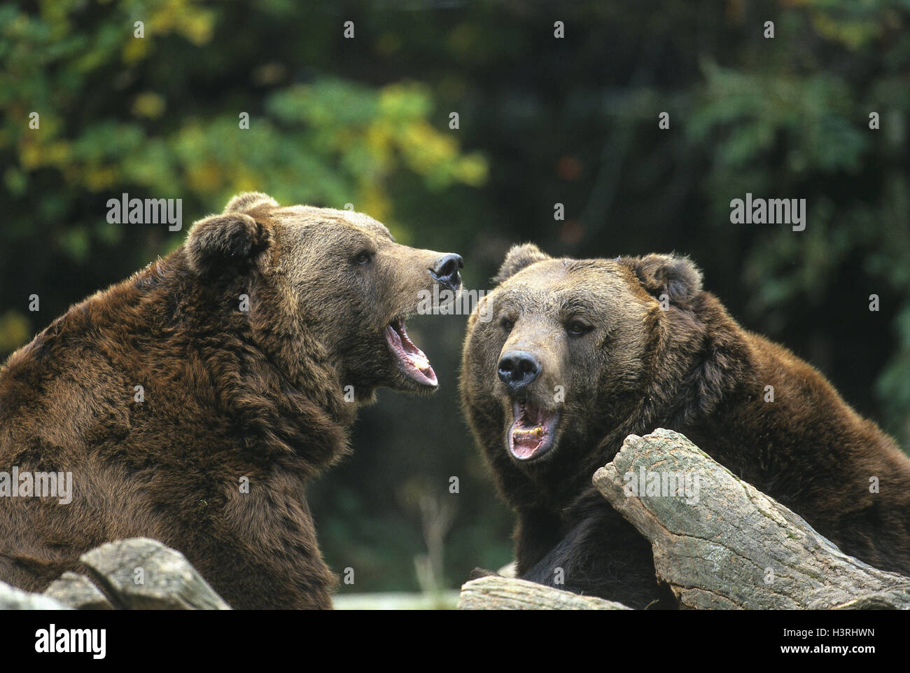 two brown bears (Ursus arctos), yawning, near Stock Photo - Alamy