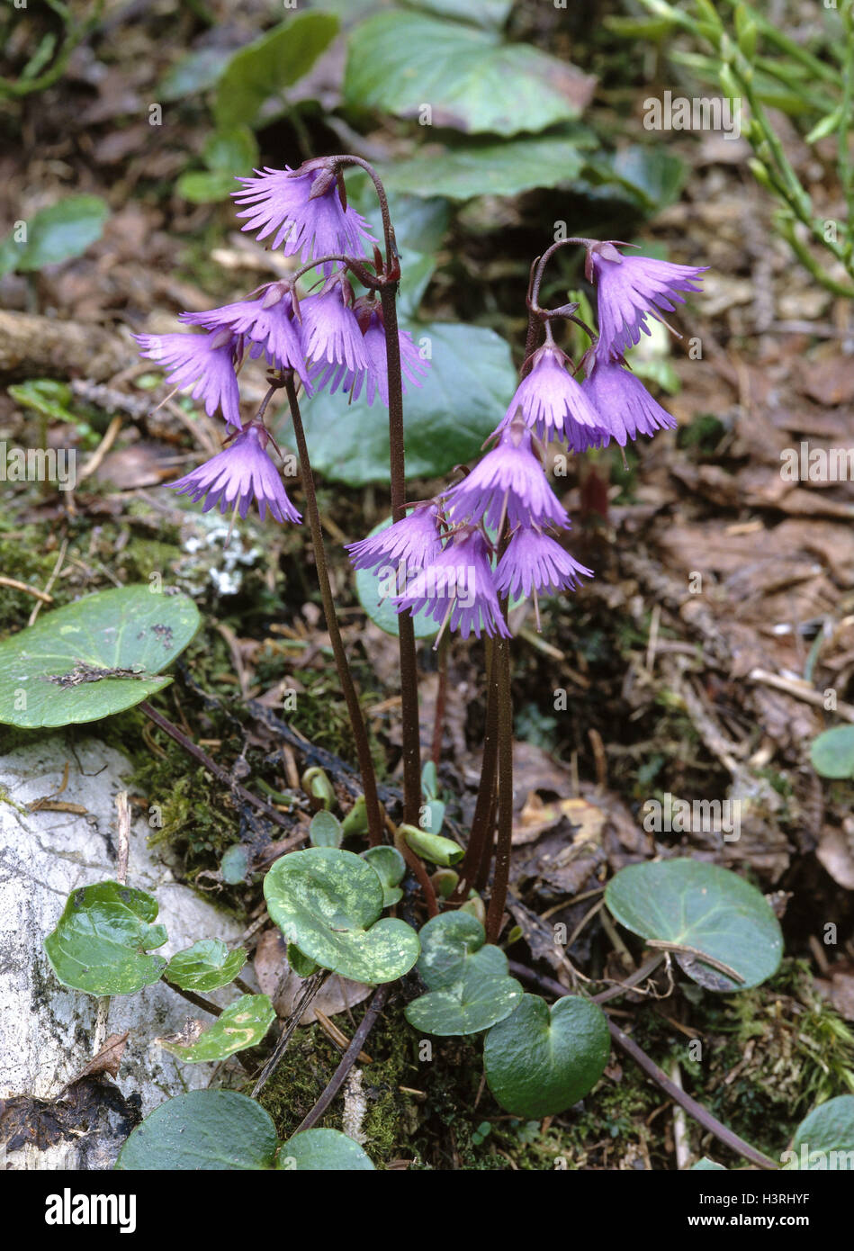 Usual alp little bell, Soldanella alpina, forest floor spring, plants ...