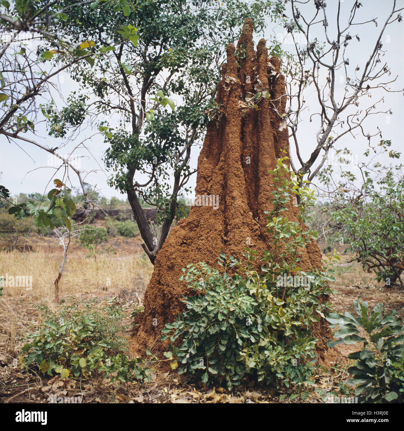 Burkina Faso, termite hill, Africa, West, Africa, Obervolta, states ...
