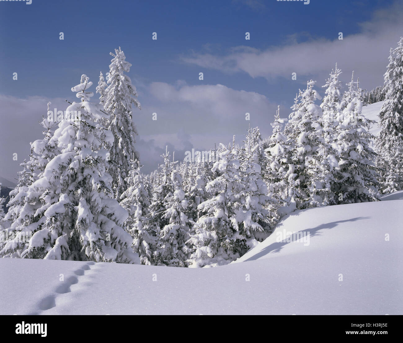 Winter wood, conifers Stock Photo - Alamy
