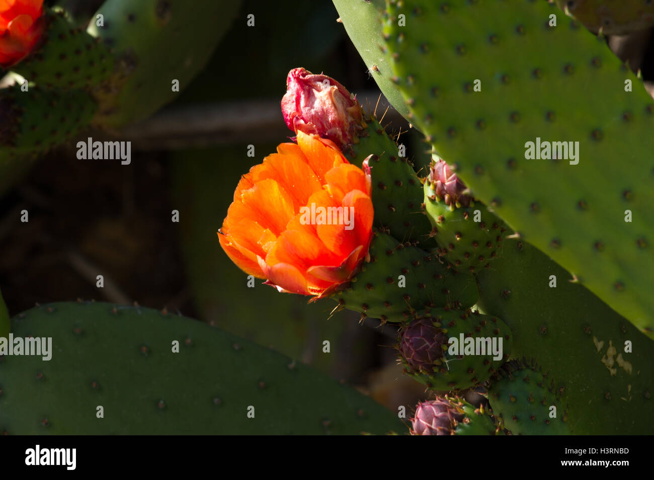 Wild bushes cactus Opuntia ficus-indica sabra Stock Photo - Alamy